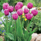 Tulip Synaeda Orange - Garden Express