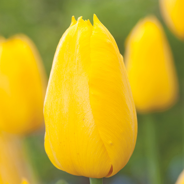 Tulip Novi Sun - Garden Express