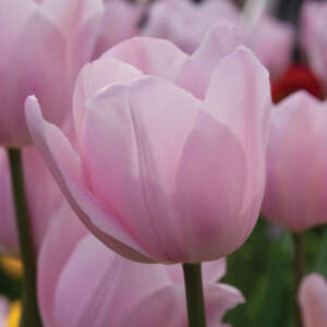 Tulip Perk - Garden Express