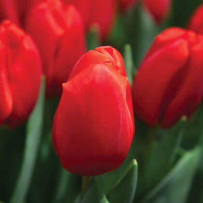 Tulip Saigon - Garden Express