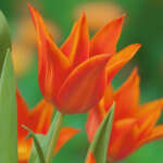 Tulip Synaeda Orange - Garden Express