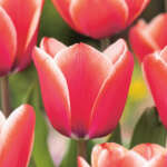 Tulip Timeless - Garden Express