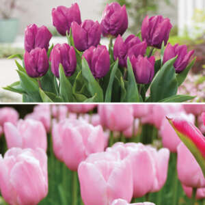 Triumph Tulips - Garden Express - Australia's Largest Online Nursery