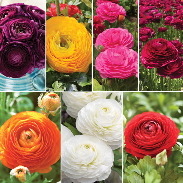 Ranunculi Yellow - Garden Express