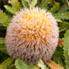 Banksia Baueri Woolly - Garden Express