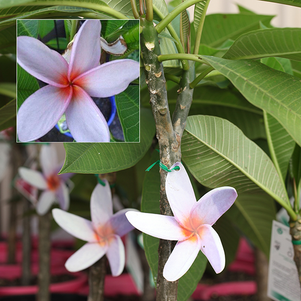 Frangipani Darwin Blues 200mm - Garden Express