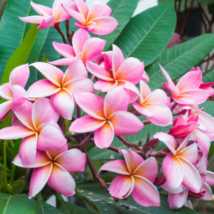 Exploring The Types of Frangipani - Garden Express