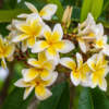 Exploring The Types of Frangipani - Garden Express