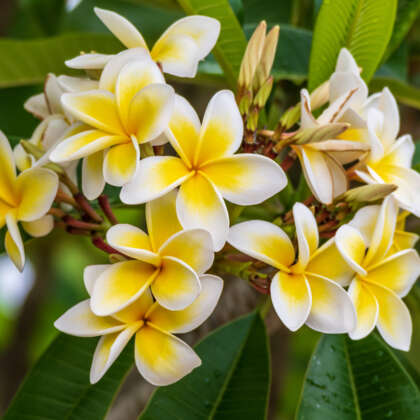 Exploring The Types of Frangipani - Garden Express