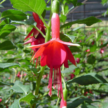 Fuchsia Cecile - Garden Express