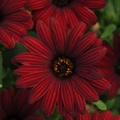 Osteospermum Serenity Red - Garden Express