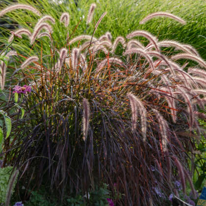 Pennisetum Dwarf Purple Fountain Grass - Garden Express