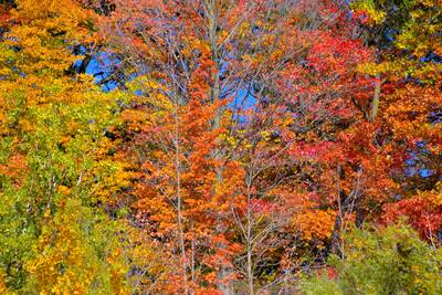 What Are Evergreen Plants? - Garden Express