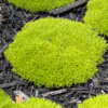 Scleranthus Lime Lava - Garden Express