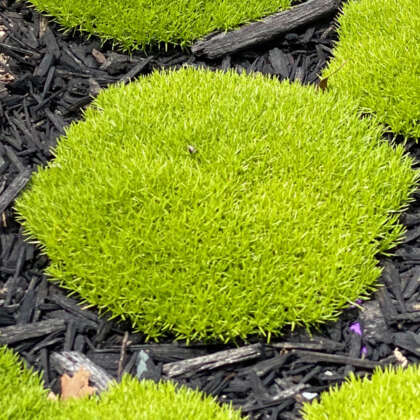 Scleranthus Lime Lava - Garden Express