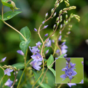 Veronica Diggers Speedwell - Garden Express