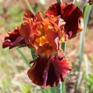 Iris - Garden Express - Australia's Largest Online Nursery