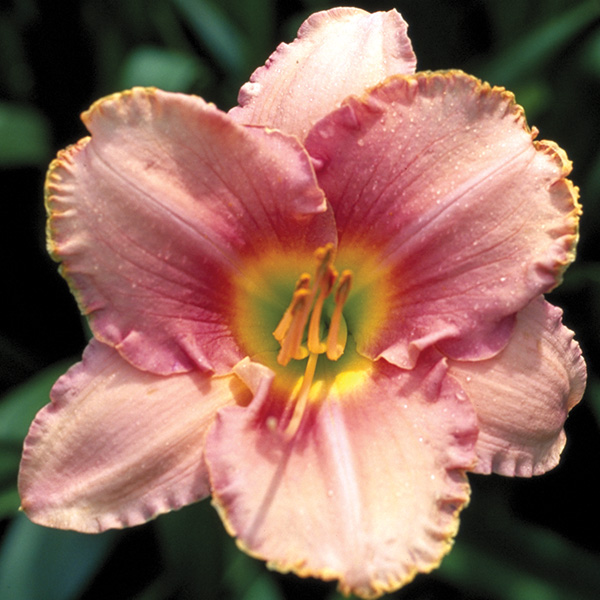 Daylily Mixed - Garden Express