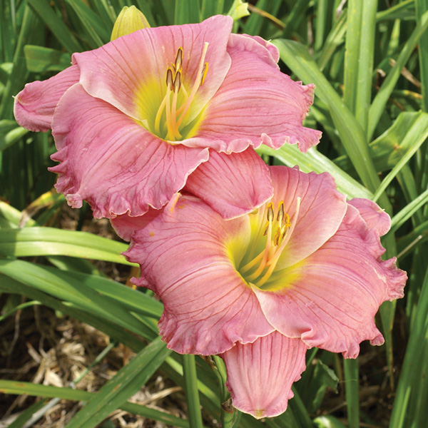 Daylily Mixed - Garden Express