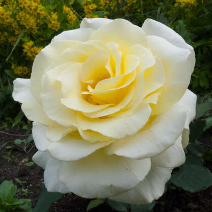 Standard Roses - Garden Express - Australia's Largest Online Nursery