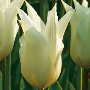 Speciality - Garden Express