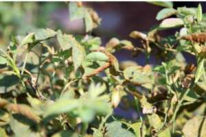 Common Rose Leaf Problems - Garden Express