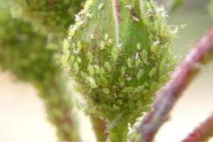 Rose Pests - Garden Express