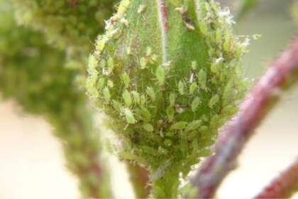 Rose Pests - Garden Express