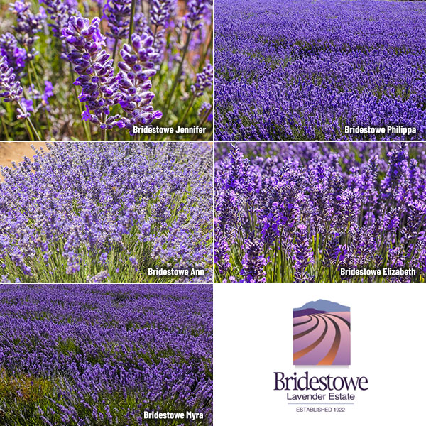 Lavender - Garden Express - Australia's Largest Online Nursery