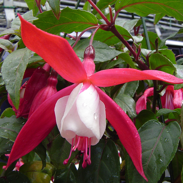 Fuchsia - Garden Express