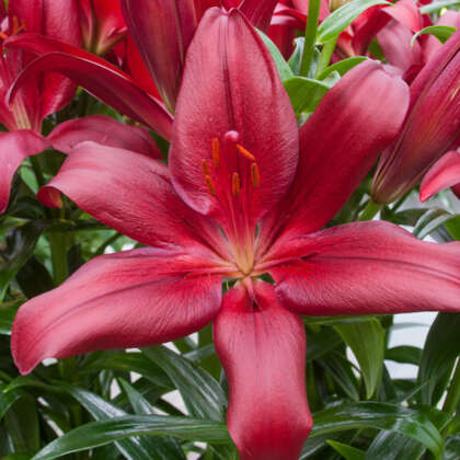 Lilium LA Pink & Yellow Blend - Garden Express