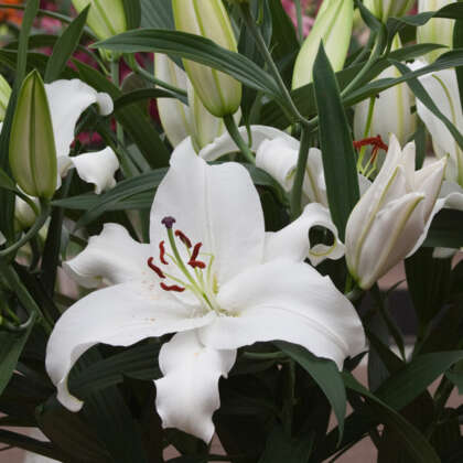 Lilium Sorbonne - Garden Express