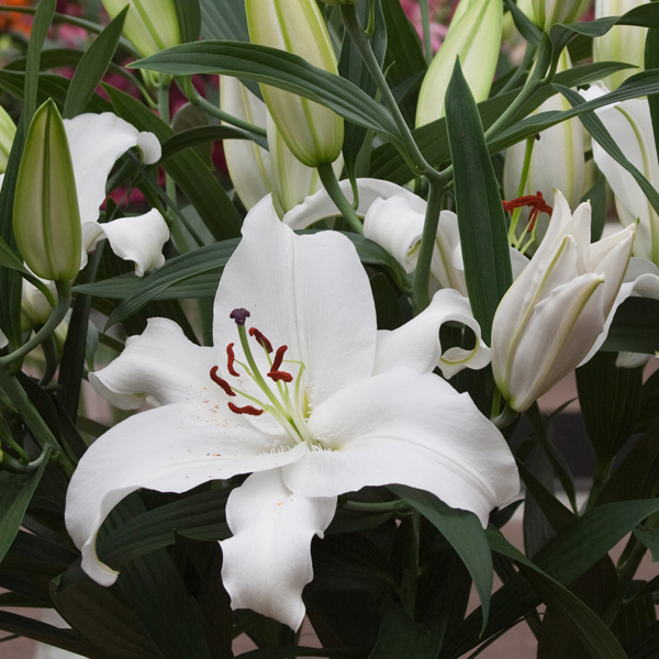 Oriental Liliums - Garden Express - Australia's Largest Online Nursery