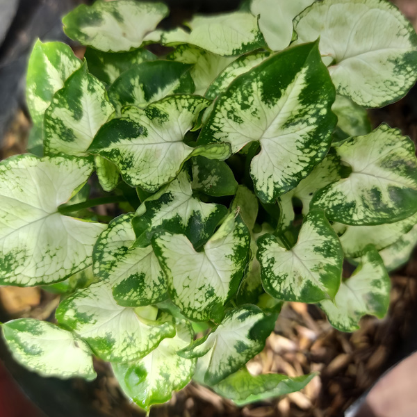 Syngonium Pixie - Garden Express