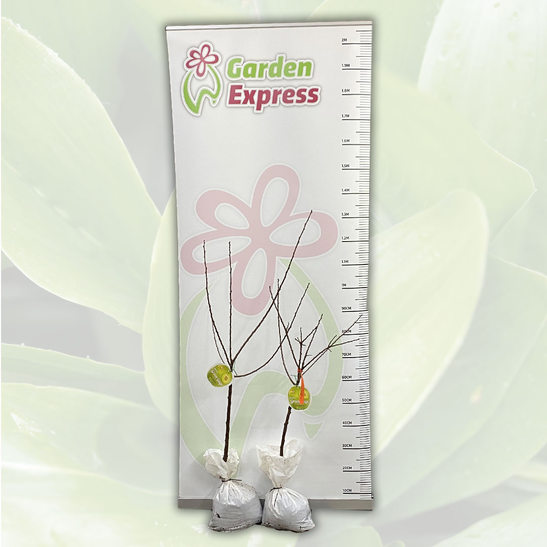 Dwarf Plum Green Gage - Garden Express