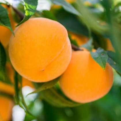 Dwarf Peach Golden Queen - Garden Express