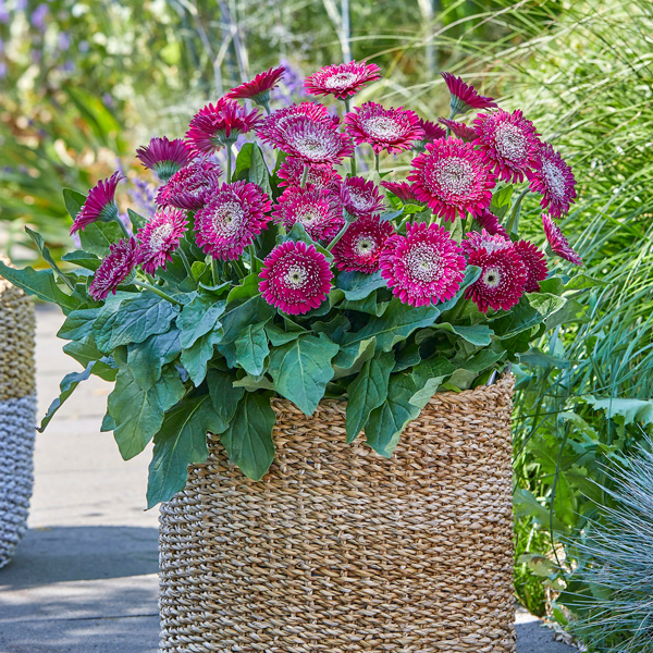 Garvinea Gerberas - Garden Express - Australia's Largest Online Nursery