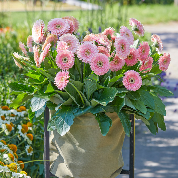 Gerberas (Transvaal daisy) - Garden Express - Online Nursery