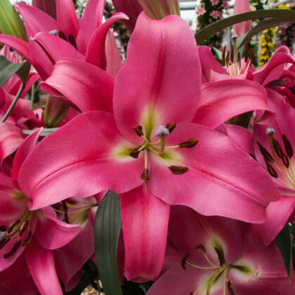 Liliums - Garden Express - Australia's Largest Online Nursery