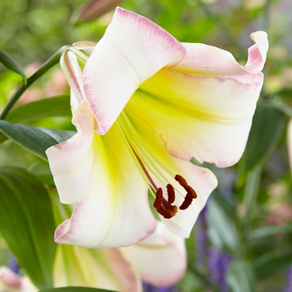 Lilium Beijing Moon - Garden Express