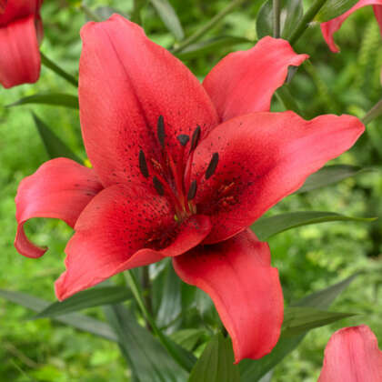 Liliums - Garden Express - Australia's Largest Online Nursery
