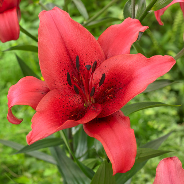 Liliums - Garden Express - Australia's Largest Online Nursery