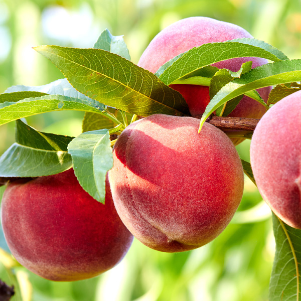 Trees - Fruit & Nut - Garden Express - Australia's Largest Online Nursery