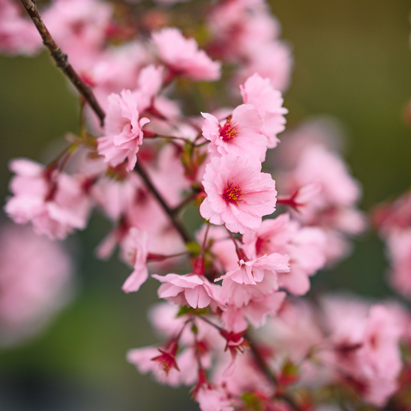 Prunus First Blush - Garden Express