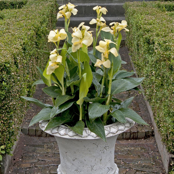 Canna Lily Tropicanna Gold (PBR) - Garden Express