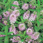 Hebe Snowdrift - Garden Express