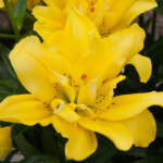 Liliums - Garden Express - Australia's Largest Online Nursery