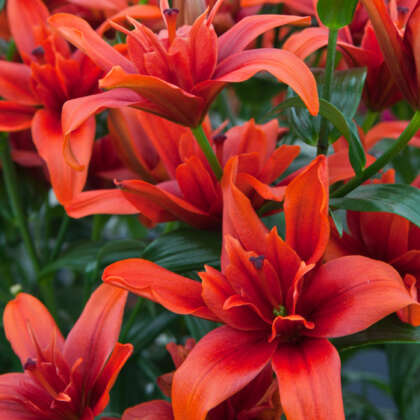 Double Liliums - Garden Express - Australia's Largest Online Nursery