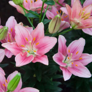 Liliums - Garden Express - Australia's Largest Online Nursery