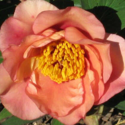 Tree Peonies - Garden Express - Australia's Largest Online Nursery